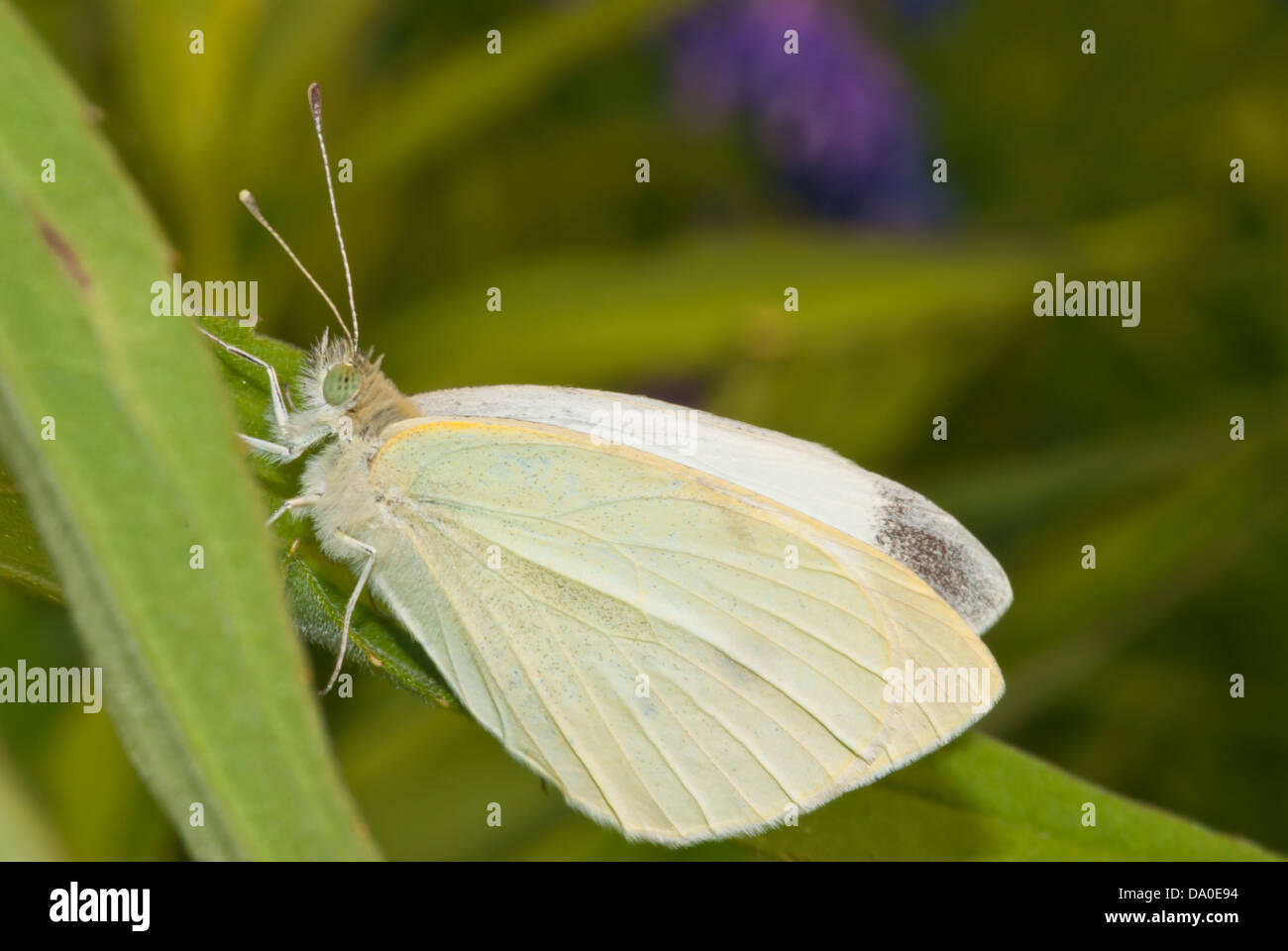 Little cabbage white butterfly hi-res stock photography and images - Alamy