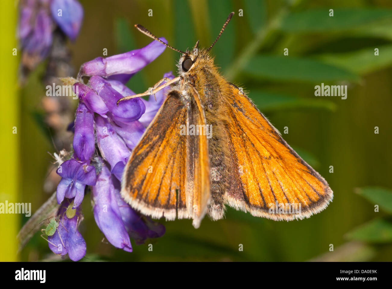 Closeup, European skipper butterfly (Thymelicus lineola) perched on cow ...