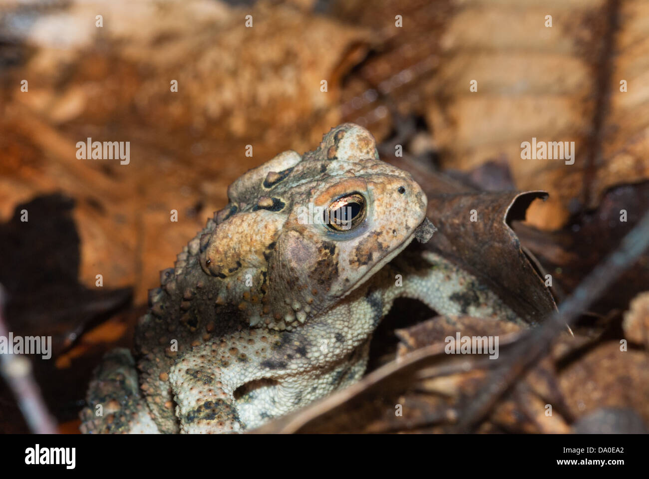 American toad (Anaxyrus americanus) hiding among fallen leaves, Little ...
