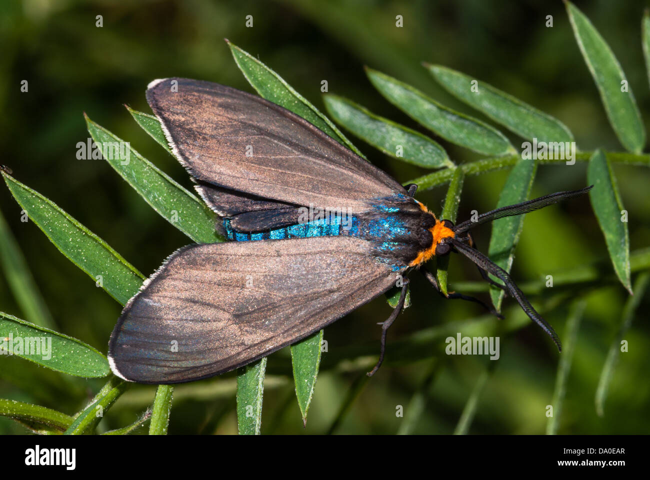 Virginia ctenuchid moth (Ctenucha virginica), Little Cataraqui ...