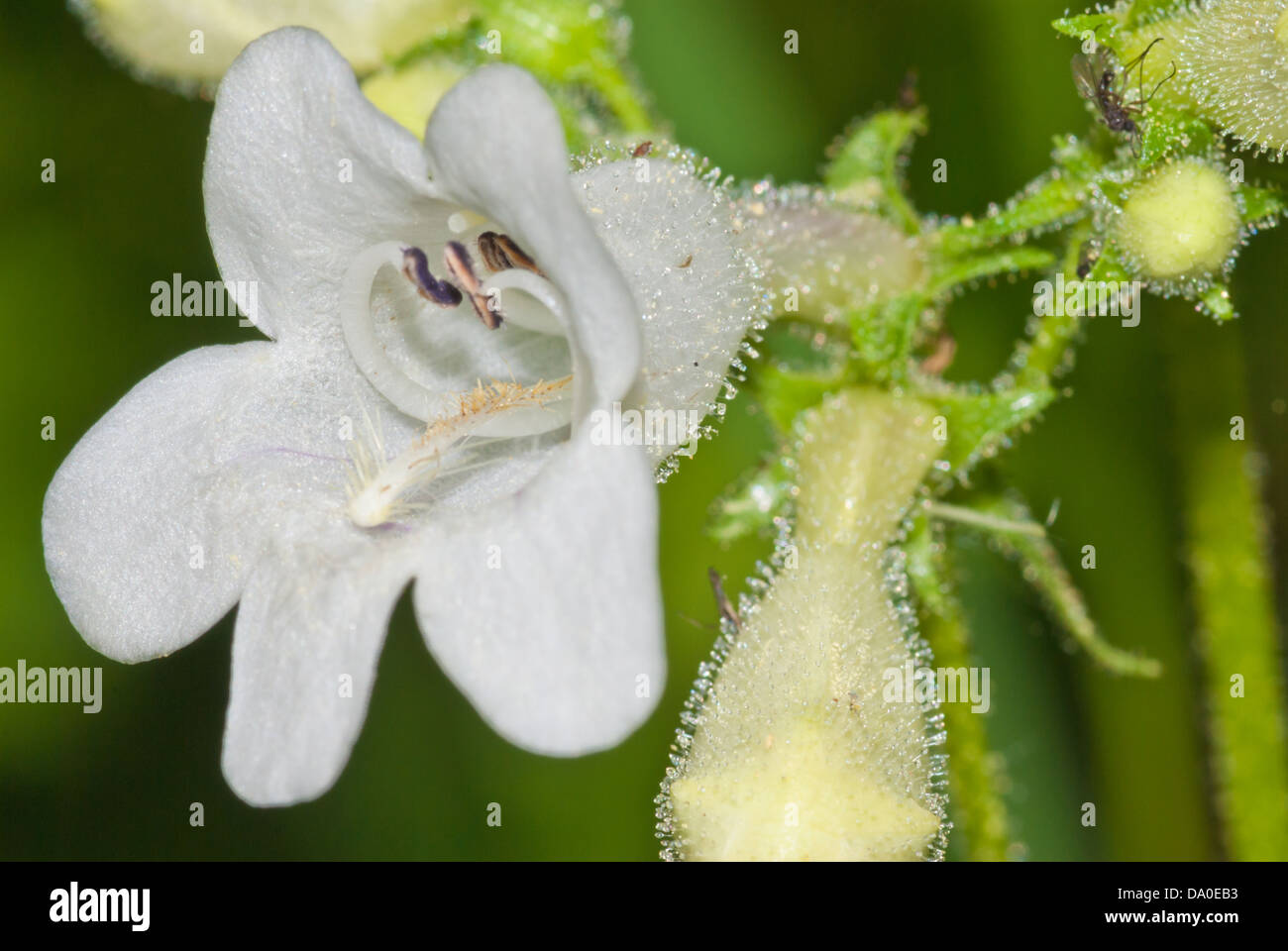 Foxglove beard-tongue (Penstemon digitalis) closeup, with detail of ...