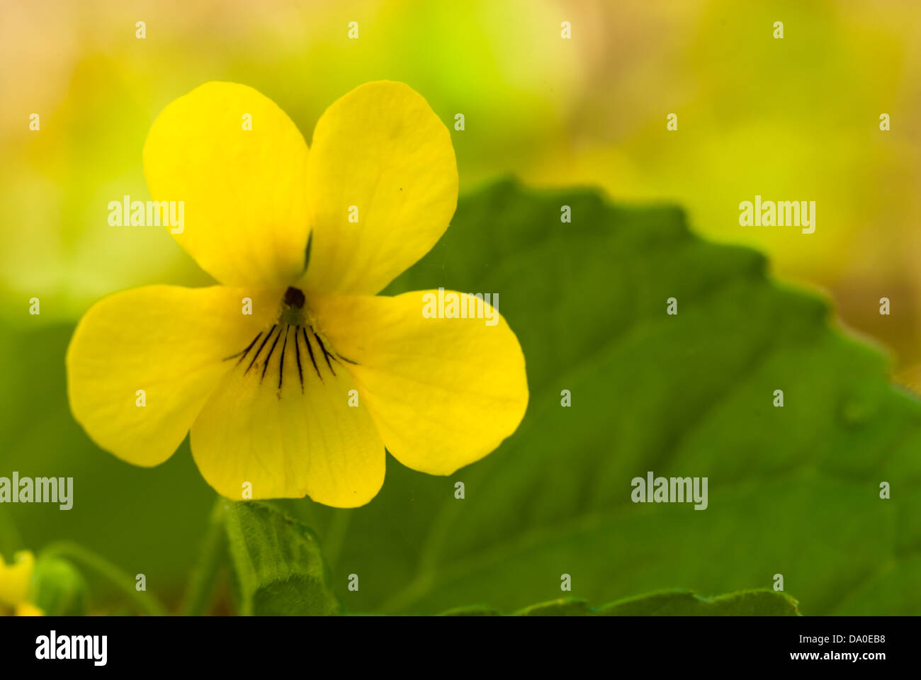 Viola pubescens hi-res stock photography and images - Alamy