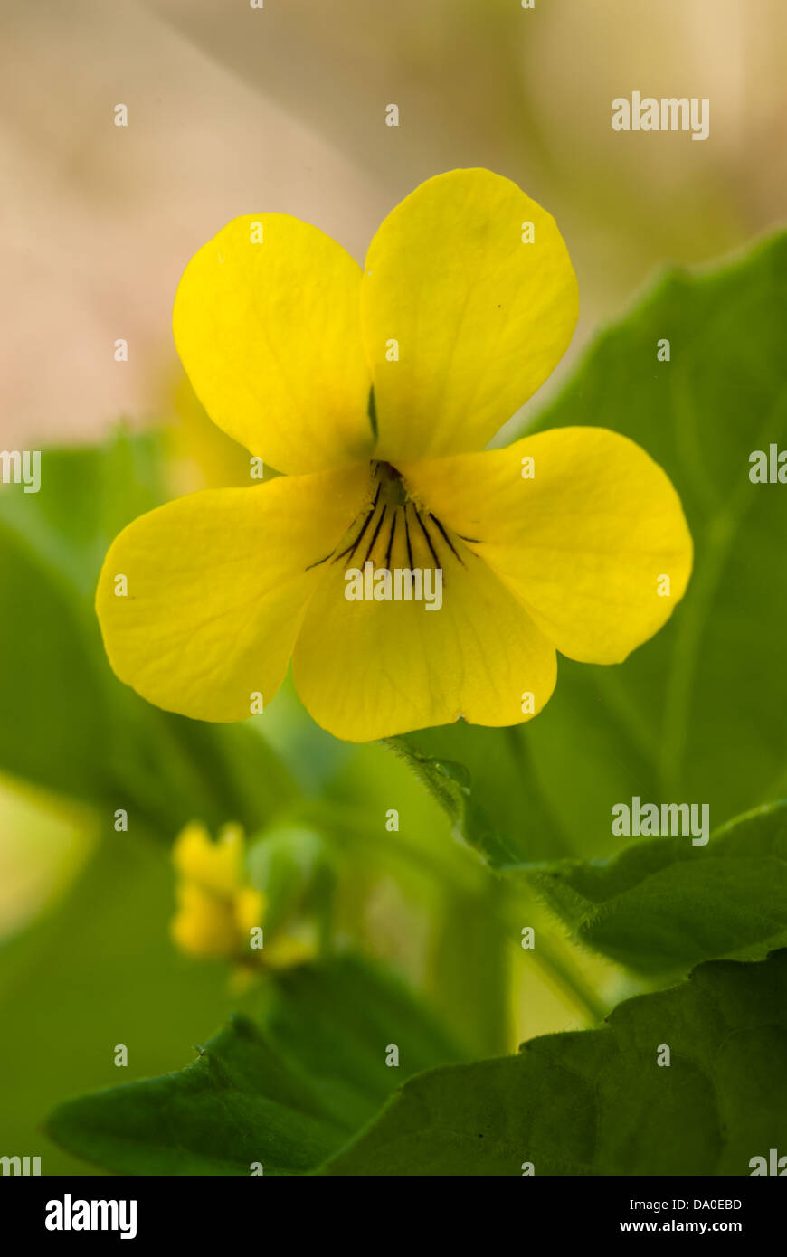 Vertical viola hi-res stock photography and images - Alamy