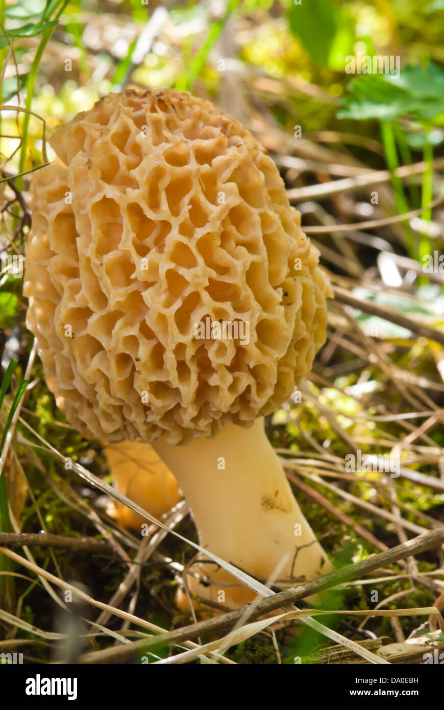 Morchella esculenta hi-res stock photography and images - Alamy