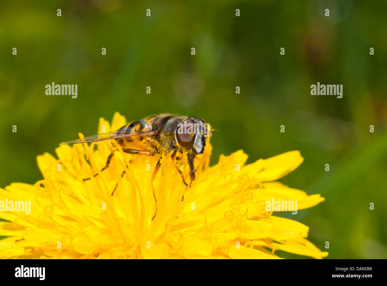 Pollen covered American hoverfly (Metasyrphus americanus) feeding on a ...