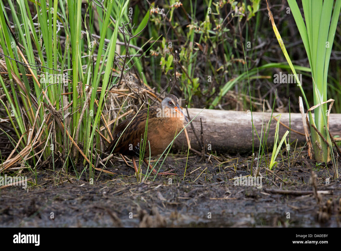 Adult virginia rail hi-res stock photography and images - Alamy