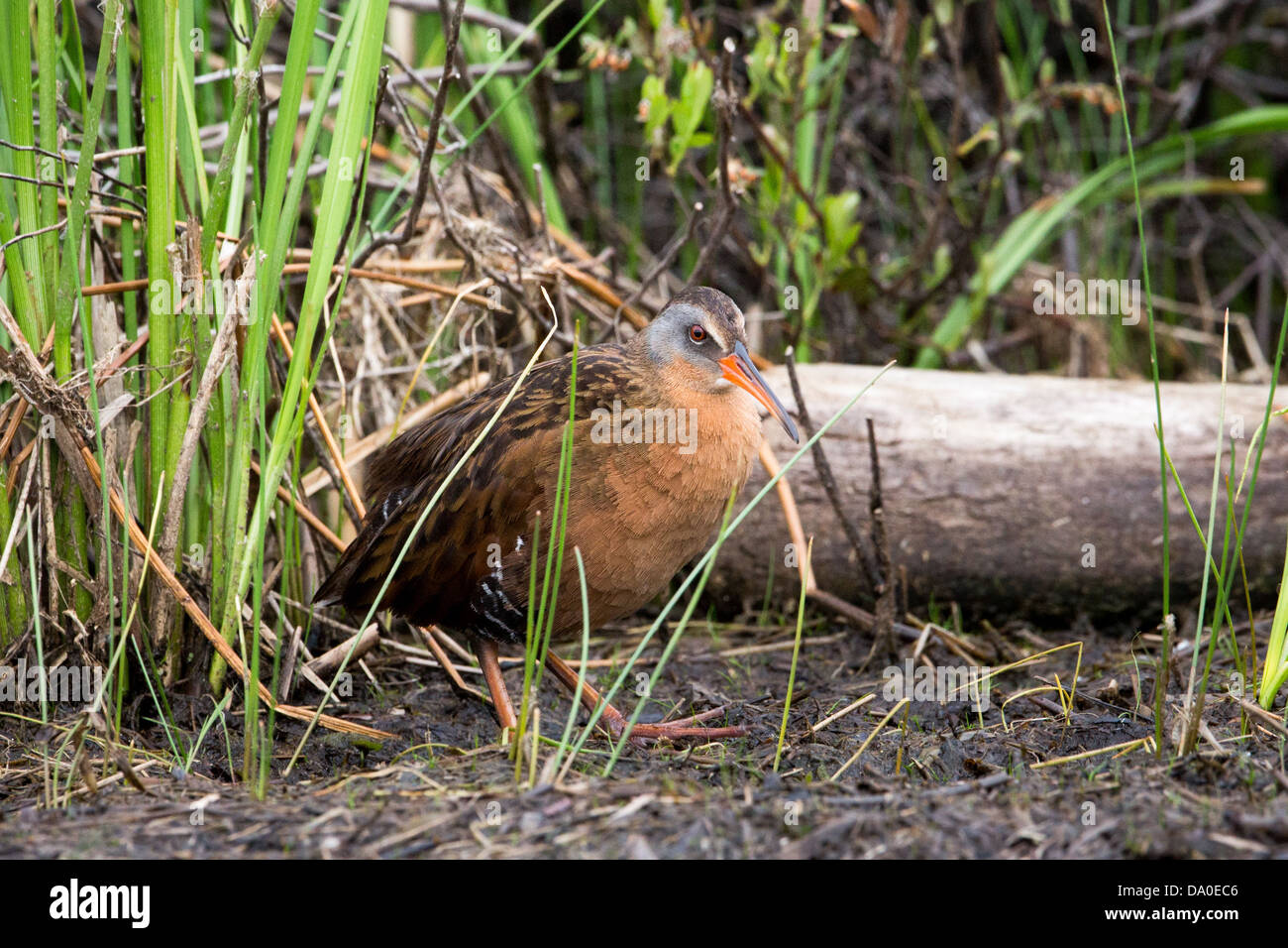 Adult virginia rail hi-res stock photography and images - Alamy