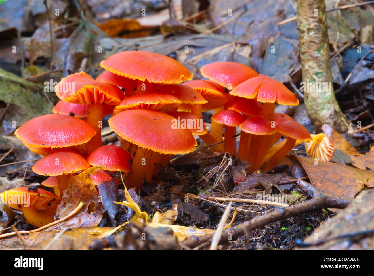 Waxcap hygrocybe miniata mushrooms hi-res stock photography and images ...
