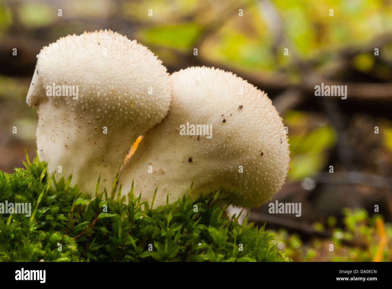 Two pear-shaped puffballs (Lycoperdon pyriforme) growing in moss ...