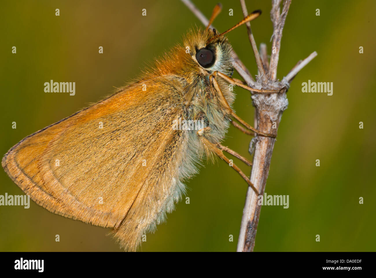 Profile of a European skipper butterfly (Thymelicus lineola) clinging ...