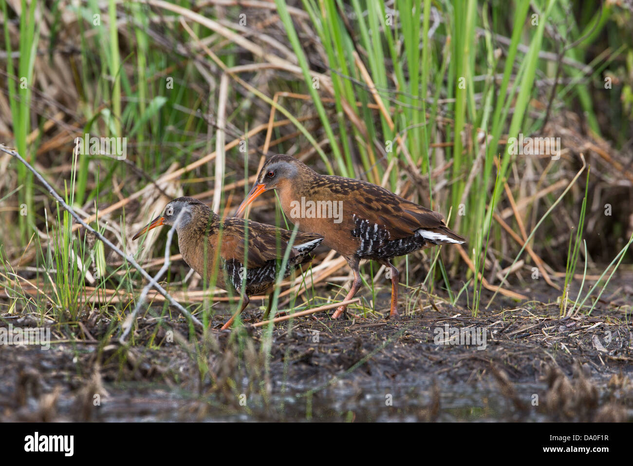 Virginia rail hi-res stock photography and images - Alamy