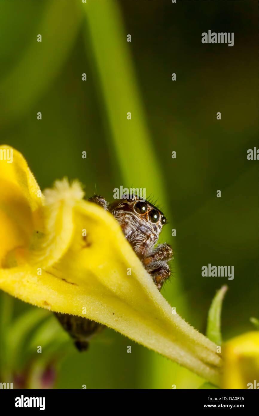 Jumping spider (Salticus scenicus Stock Photo - Alamy