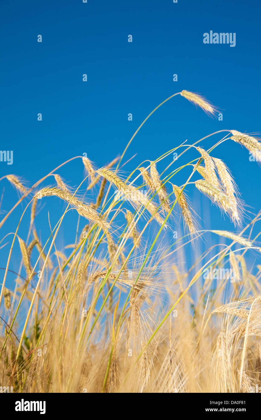 Wheat field and blue sky Stock Photo - Alamy