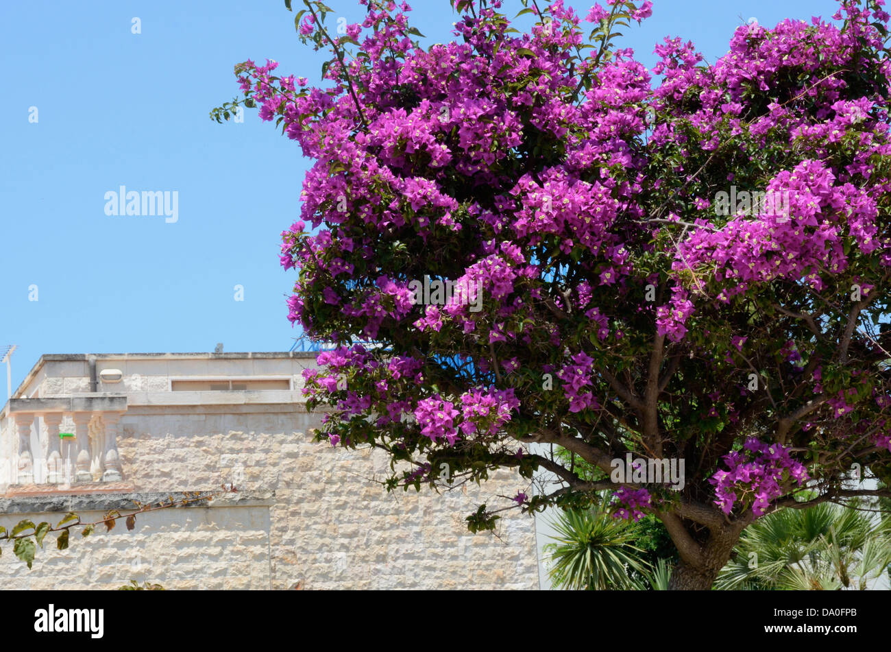 Bougainvillea in full flower Stock Photo - Alamy