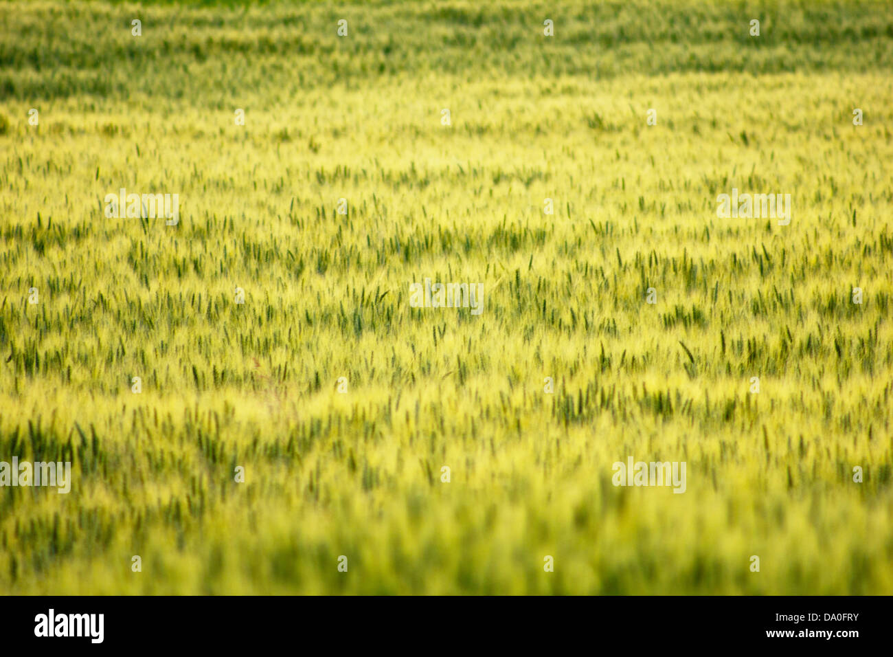 Cut cornfield hi-res stock photography and images - Alamy