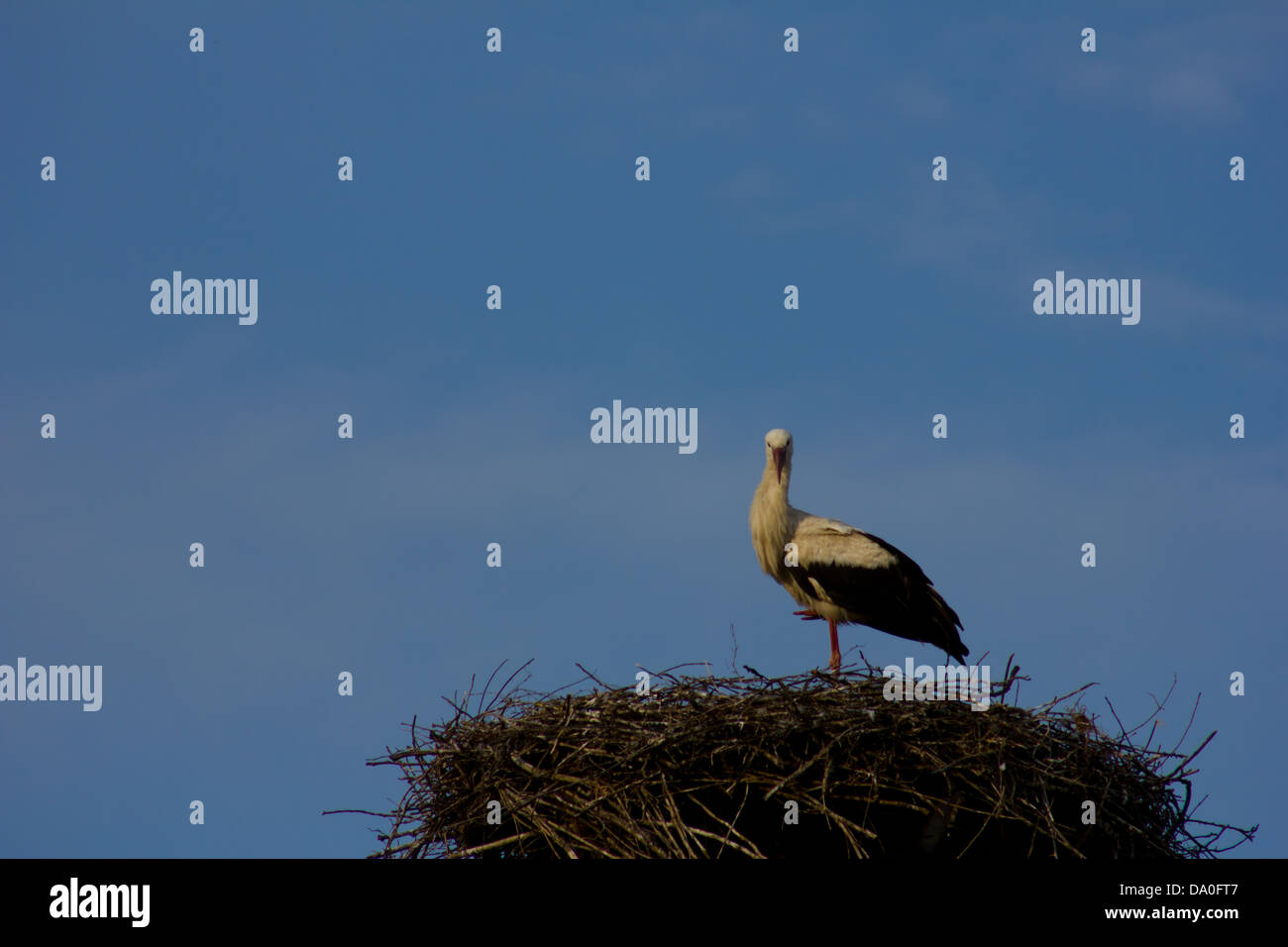 Stork sitting in nest made of twigs Stock Photo - Alamy
