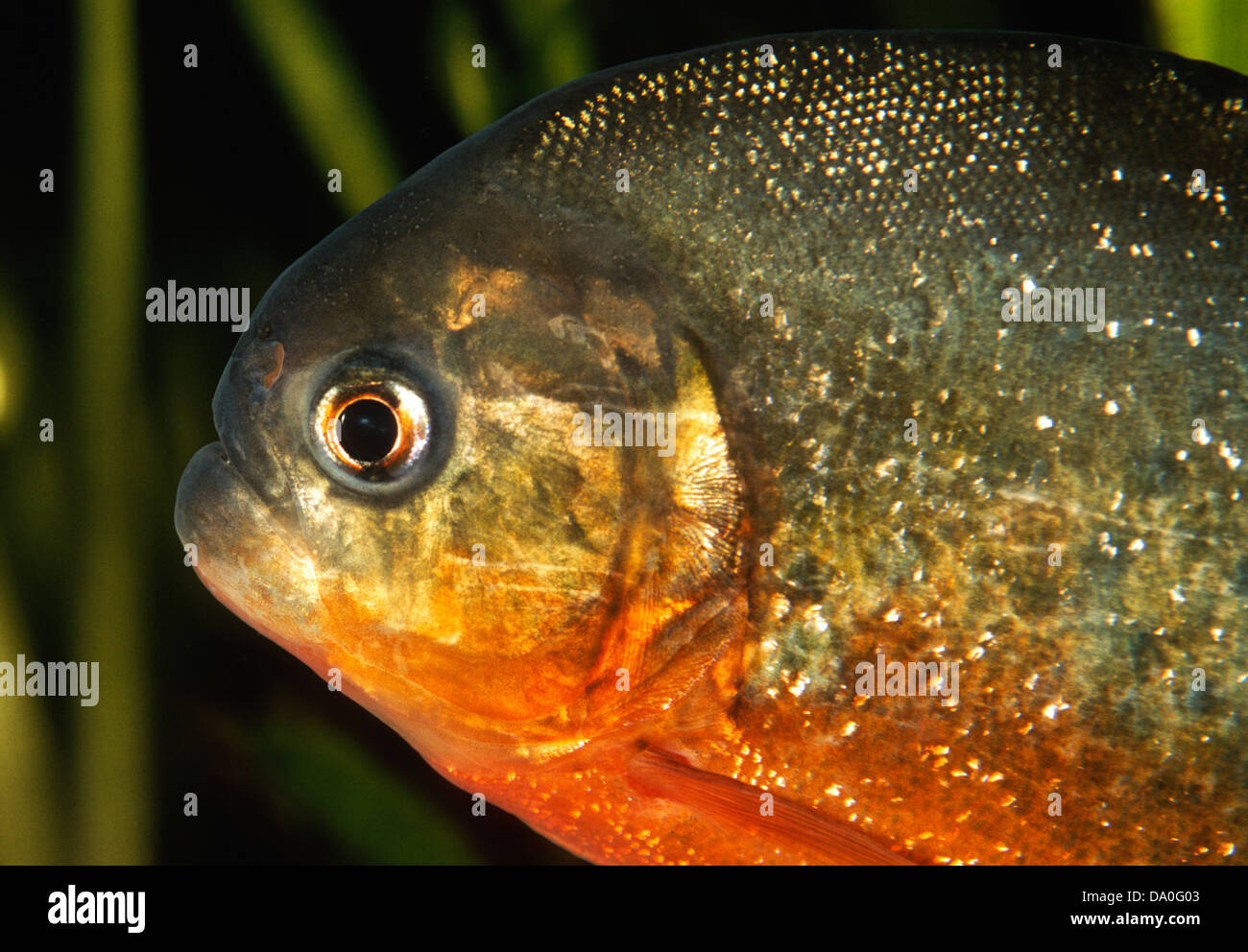 Red Belly Piranha Pygocentus nattereri, Characidae, South America ...