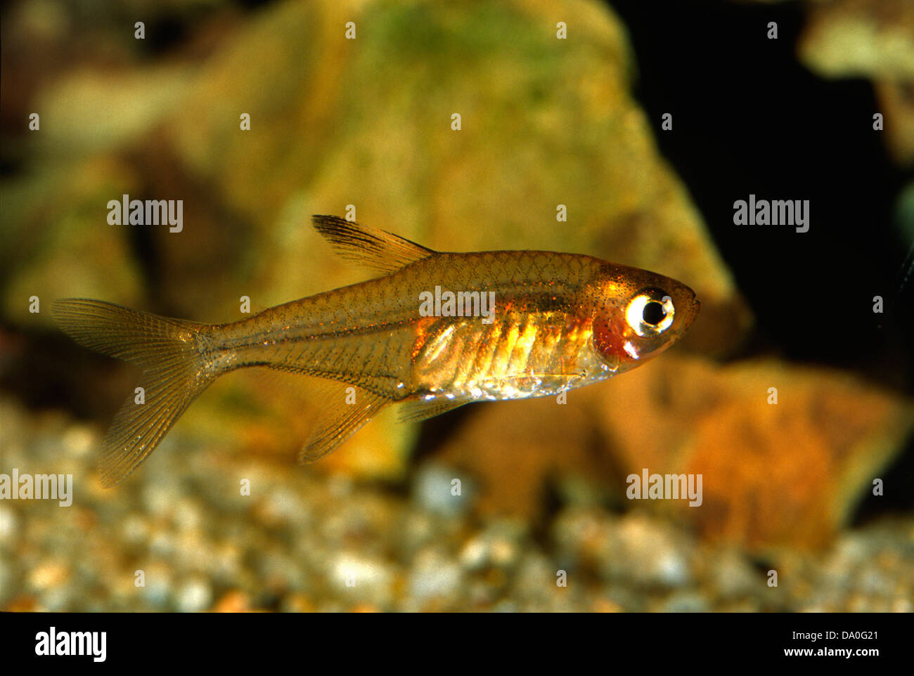Hyphessobrycon amandae hi-res stock photography and images - Alamy