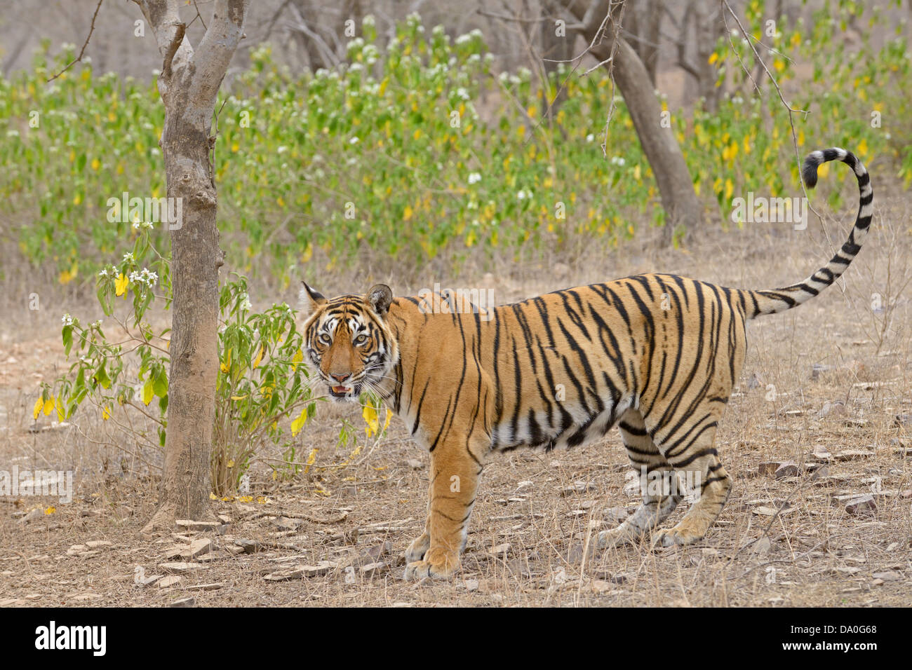 Wild tiger in Ranthambore tiger reserve Stock Photo - Alamy