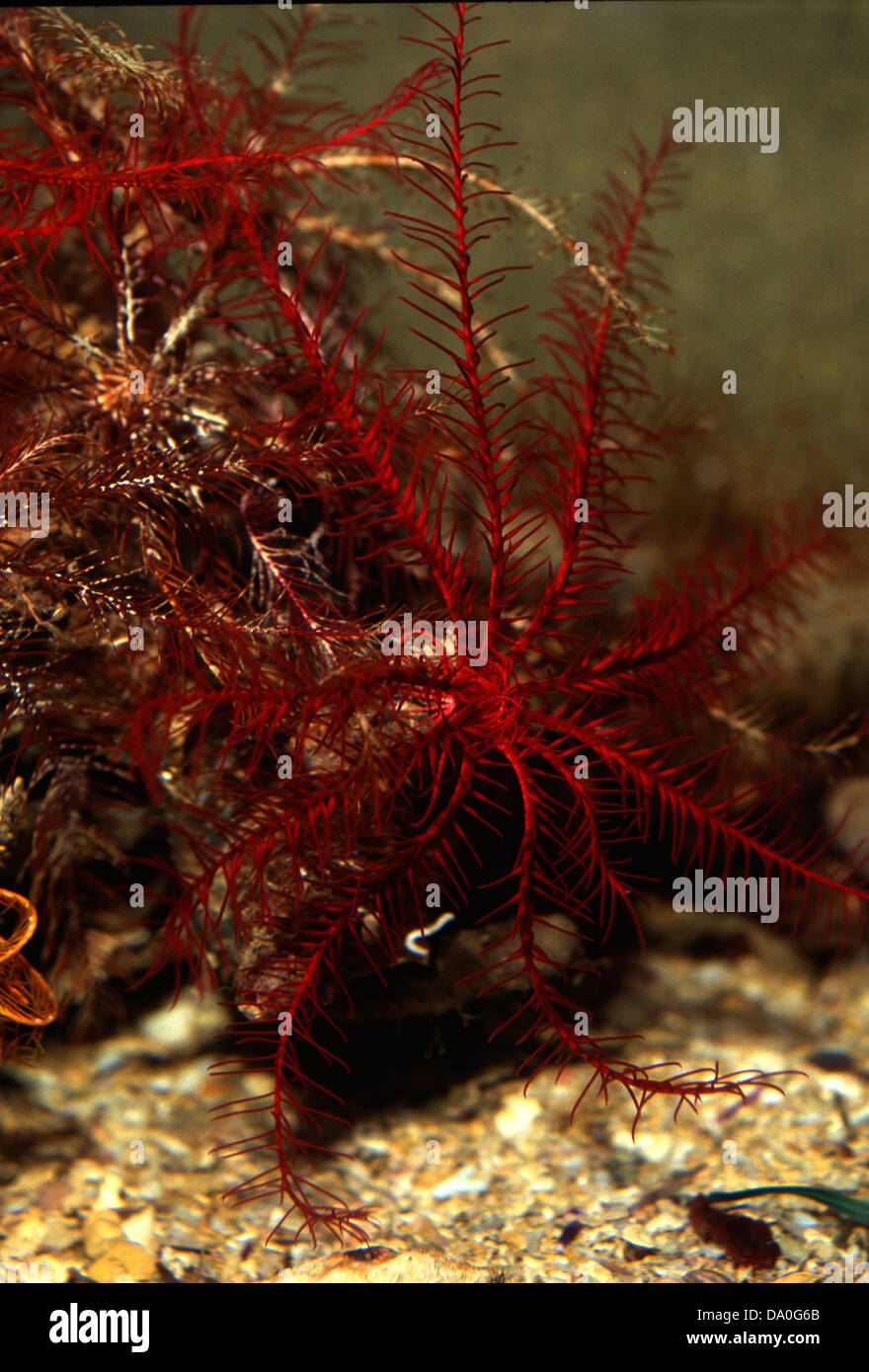 Feather Star Antedon mediterranea, Antedoniidae, Mediterranean Sea ...
