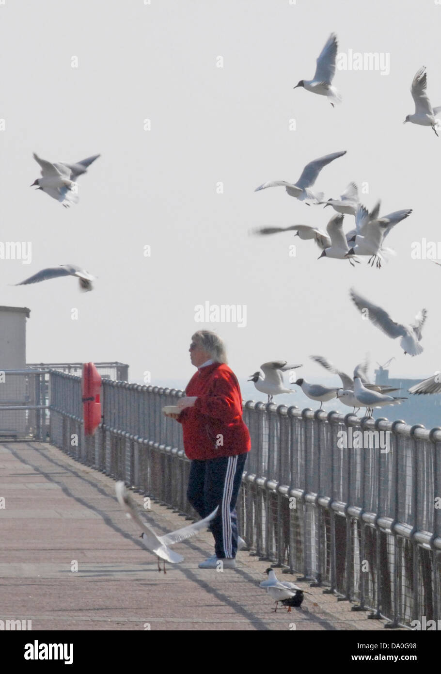 Seagull gull seagulls gulls attacking hi-res stock photography and ...