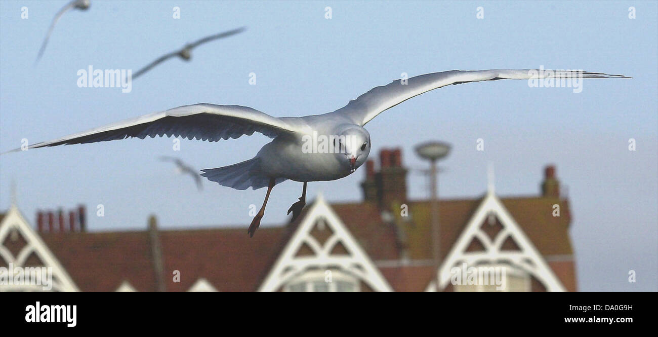COMMON GULL (Larus canus canus) British seabird Seagull seagulls sea ...