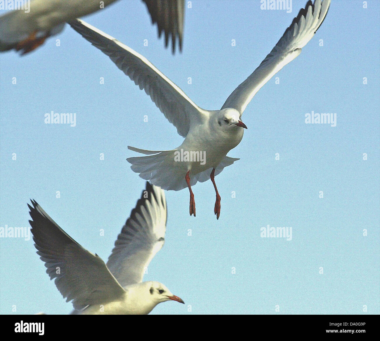 British seagulls hi-res stock photography and images - Alamy