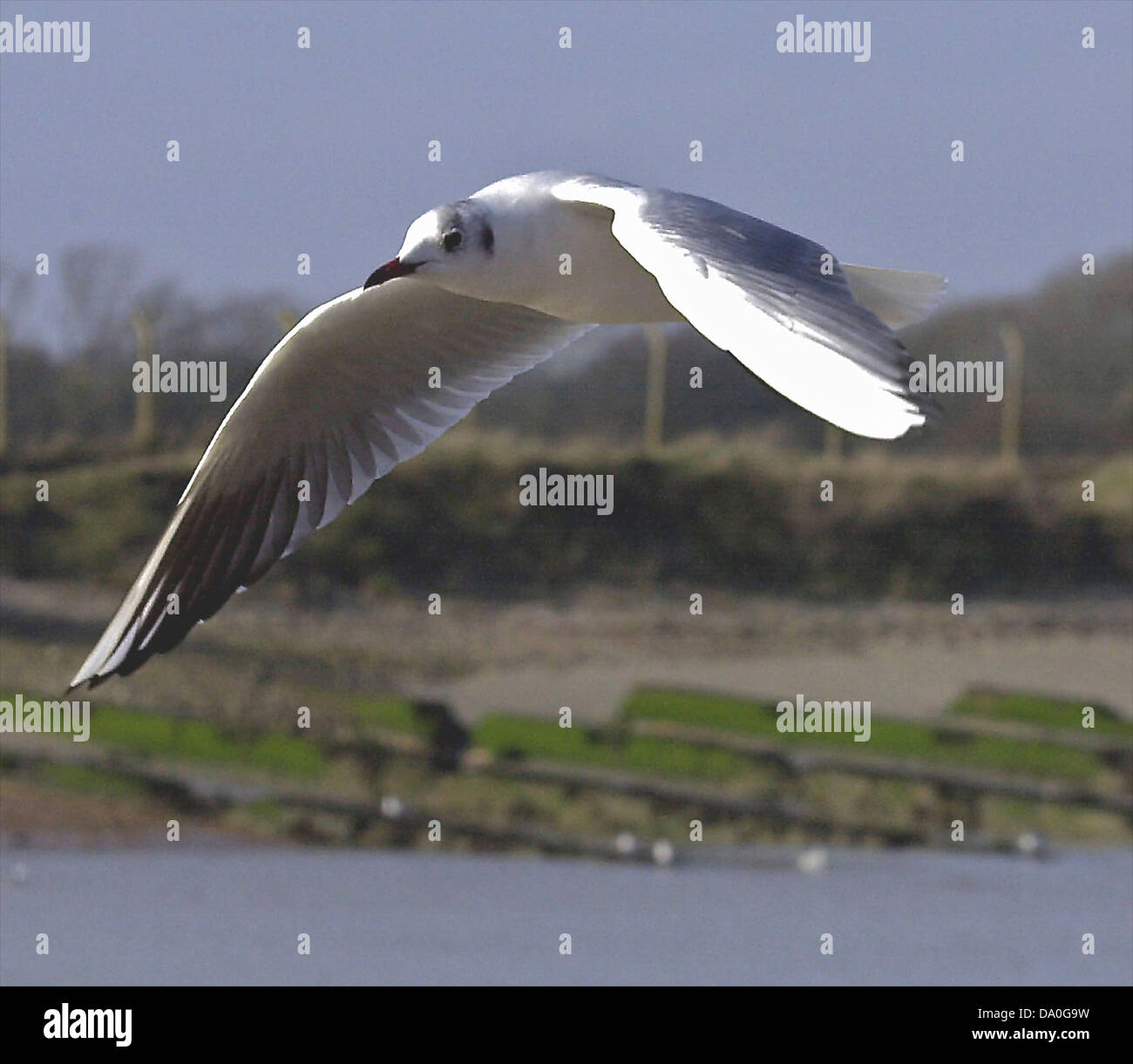 British seagulls hi-res stock photography and images - Alamy