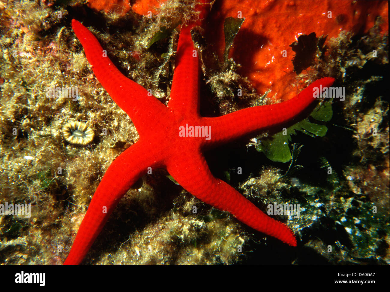 Orange Sea Star, Hacelia attenuata, Ophidiasteridae, Giglio island ...