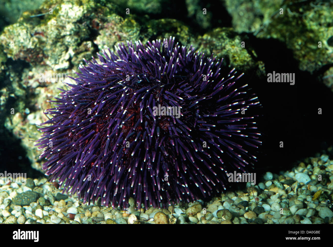 Purple Sea urchin Sphaerechinus granularis, Toxopneustidae ...