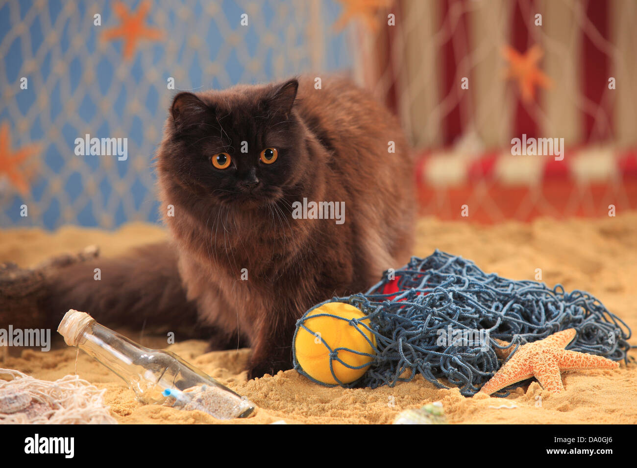 British Longhair Cat, black / Highlander, Lowlander, Britannica Stock ...