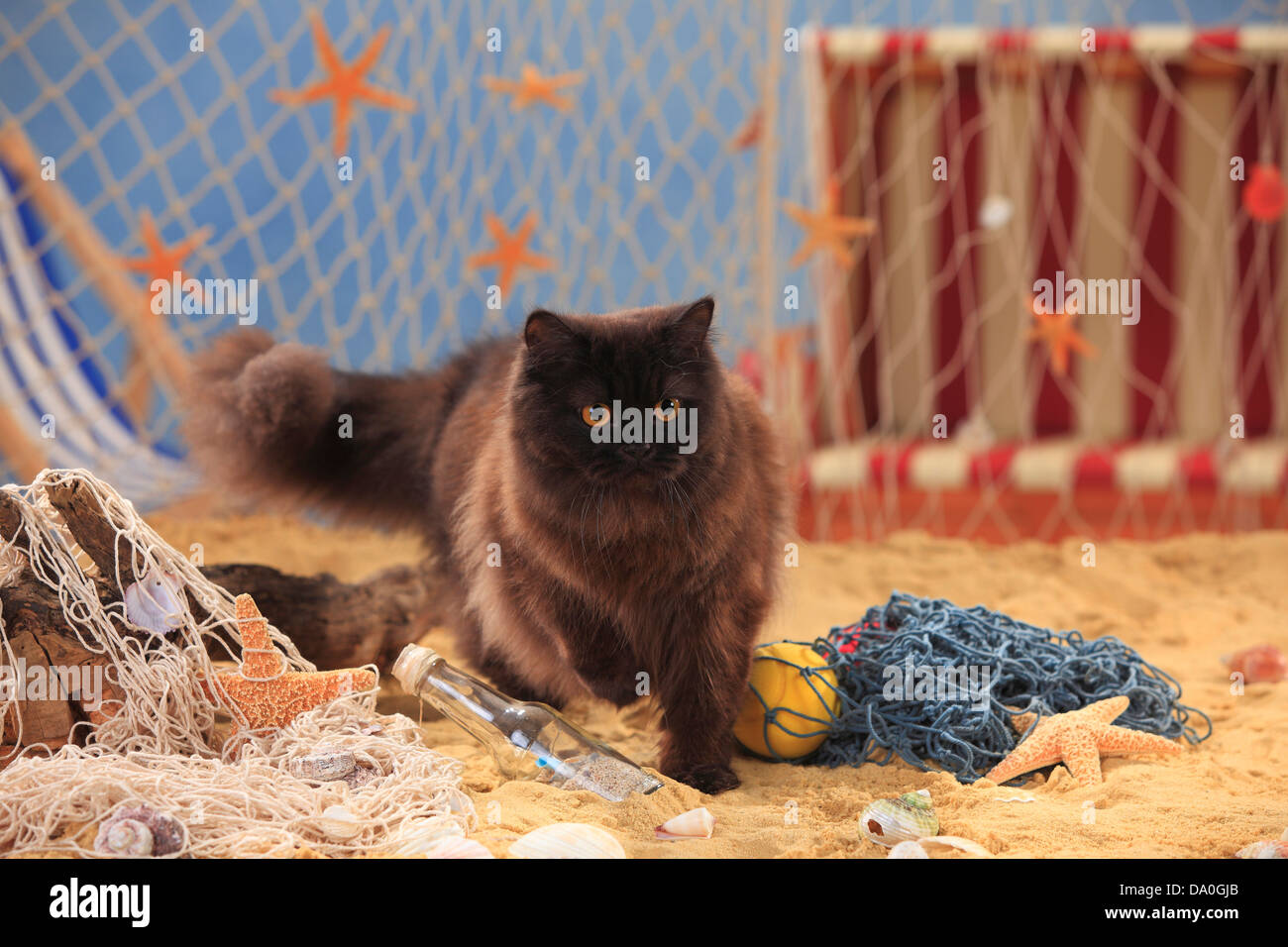 British Longhair Cat, black / Highlander, Lowlander, Britannica Stock ...