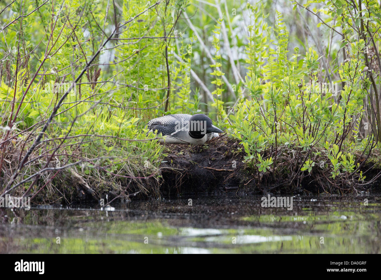 Common loon sitting on a nest on the Chippewa Flowage in northern ...