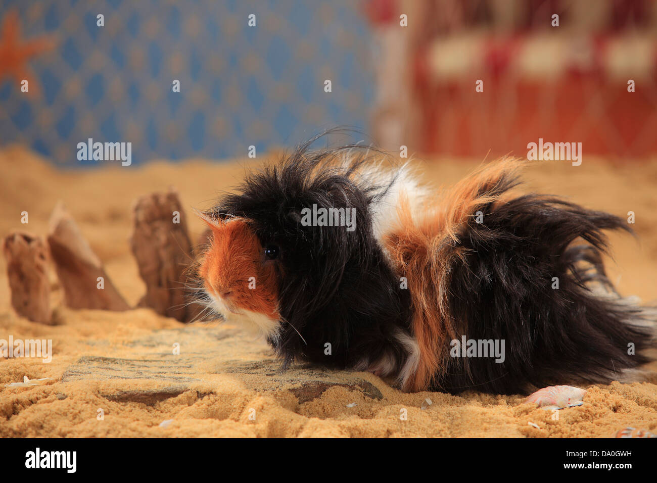 Angora Guinea Pig, tortie-white |Angora-Meerschweinchen, schildpatt ...