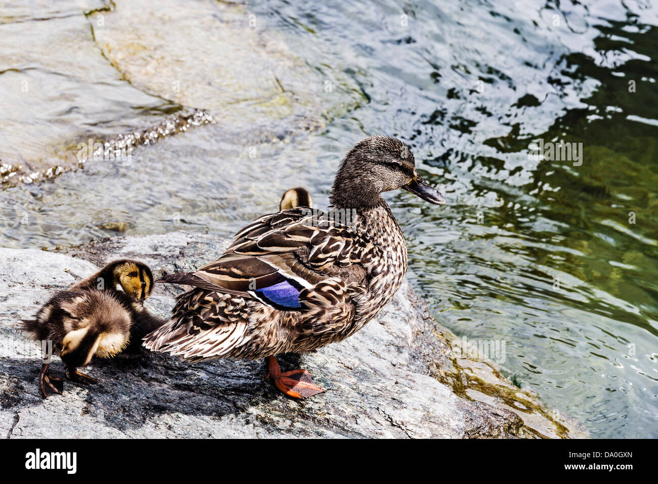 Duck with a brood of ducklings Stock Photo - Alamy