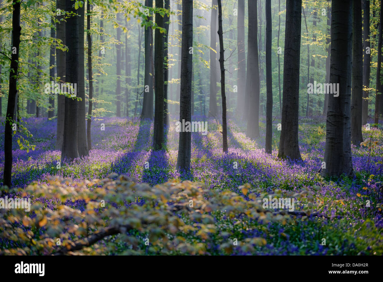 Bluebells forest in the morning Stock Photo - Alamy