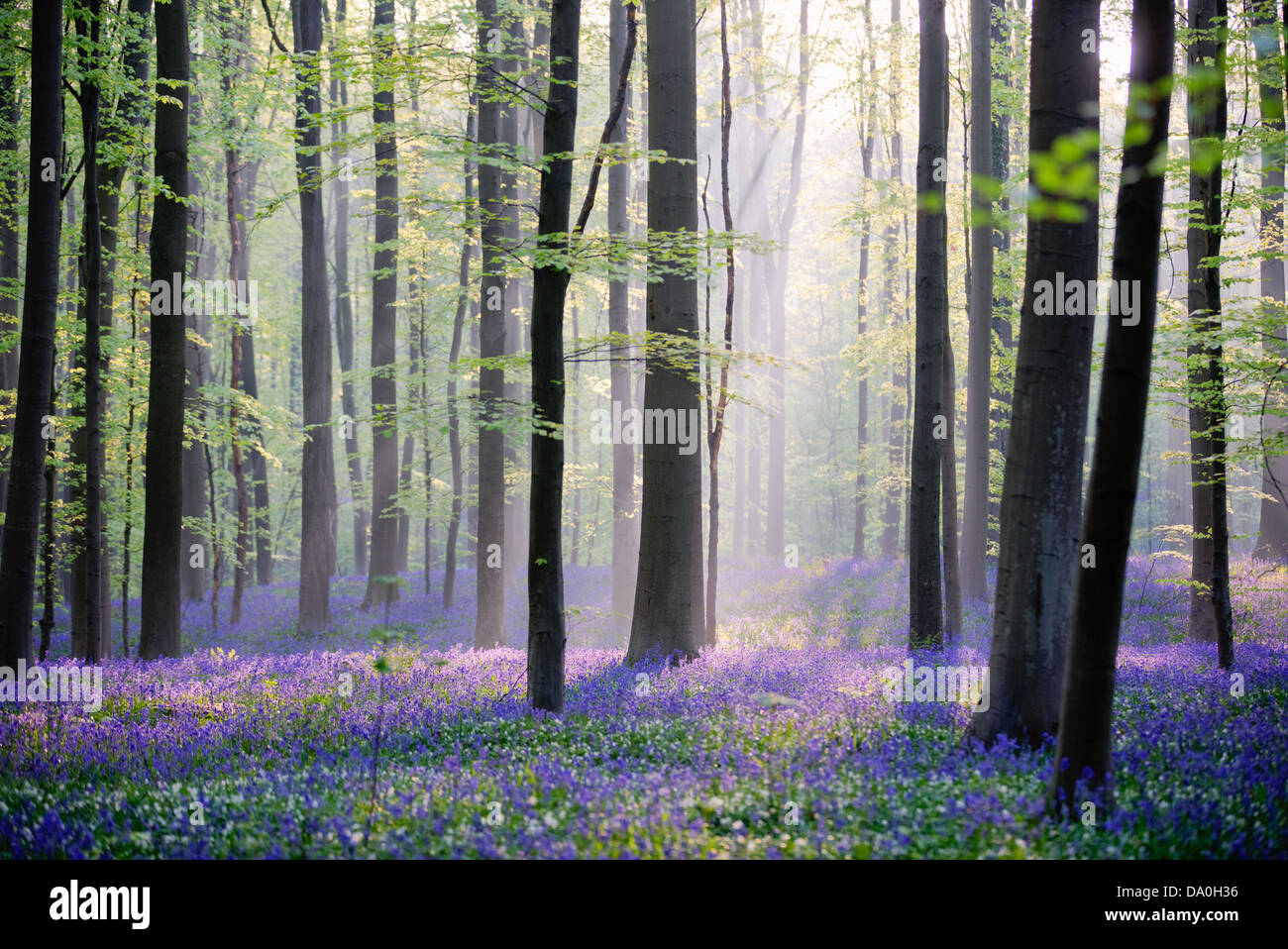Bluebells forest in the morning Stock Photo - Alamy