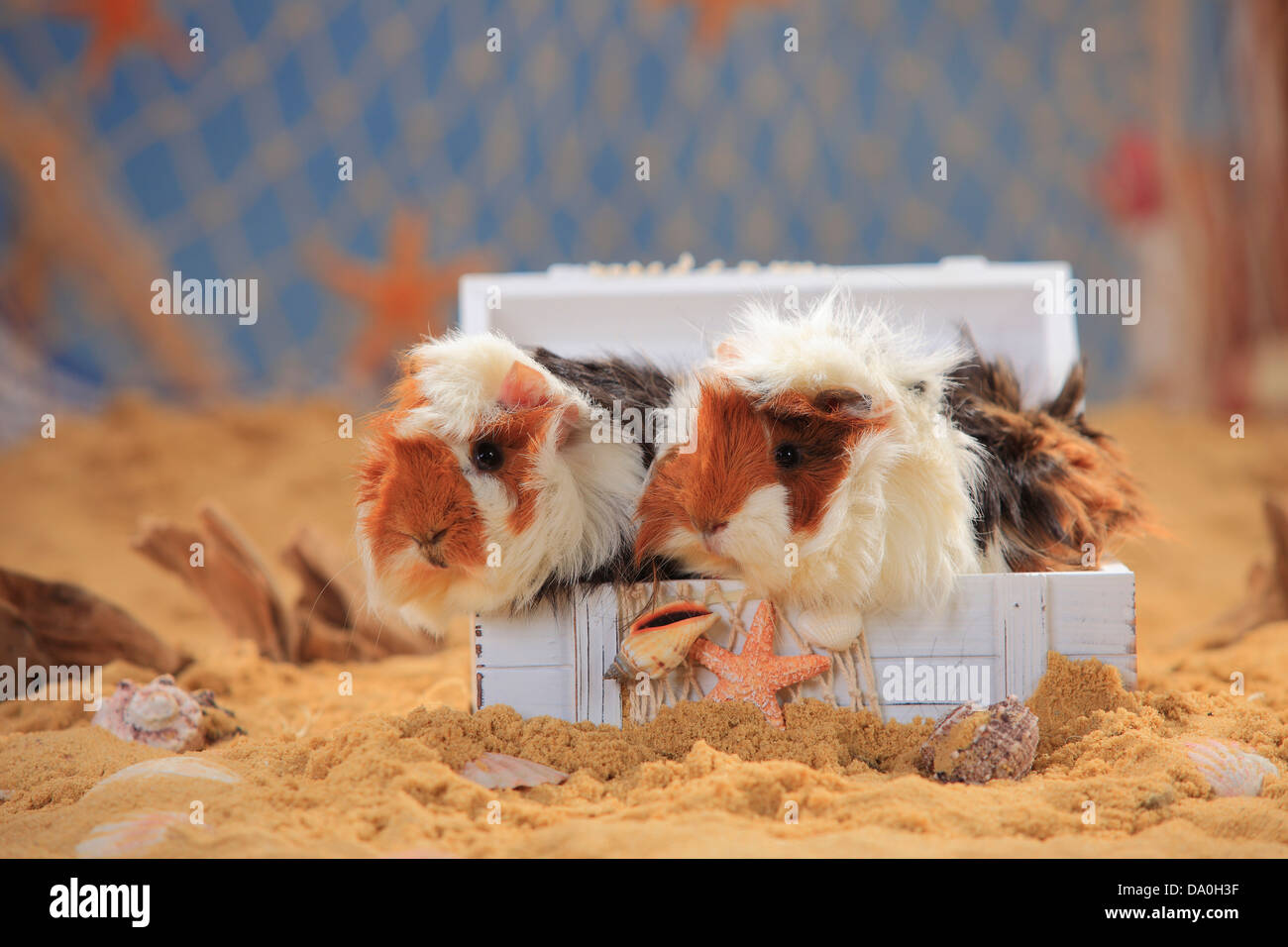 Angora meerschweinchen hi-res stock photography and images - Alamy