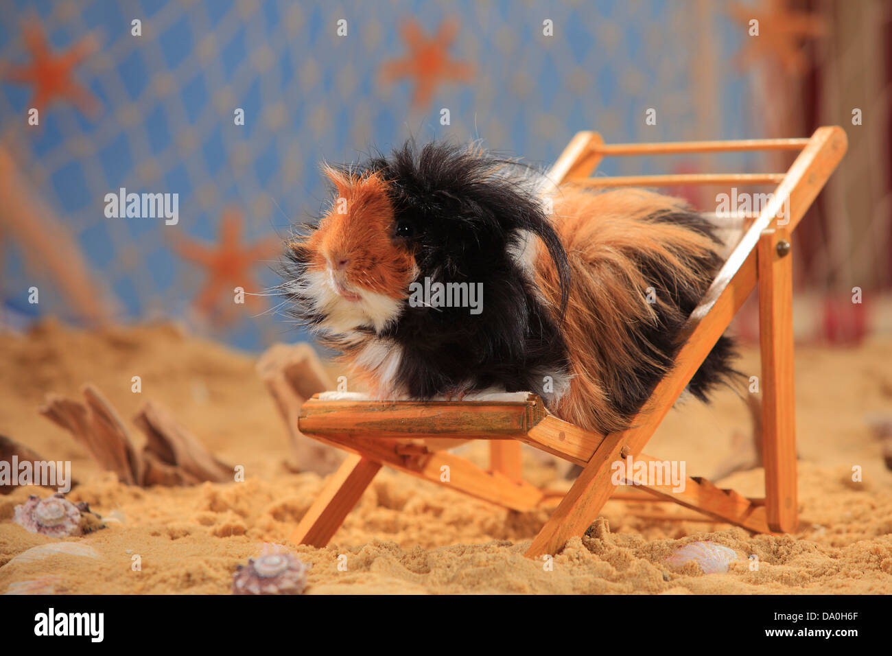 Angora guinea pig hi-res stock photography and images - Alamy