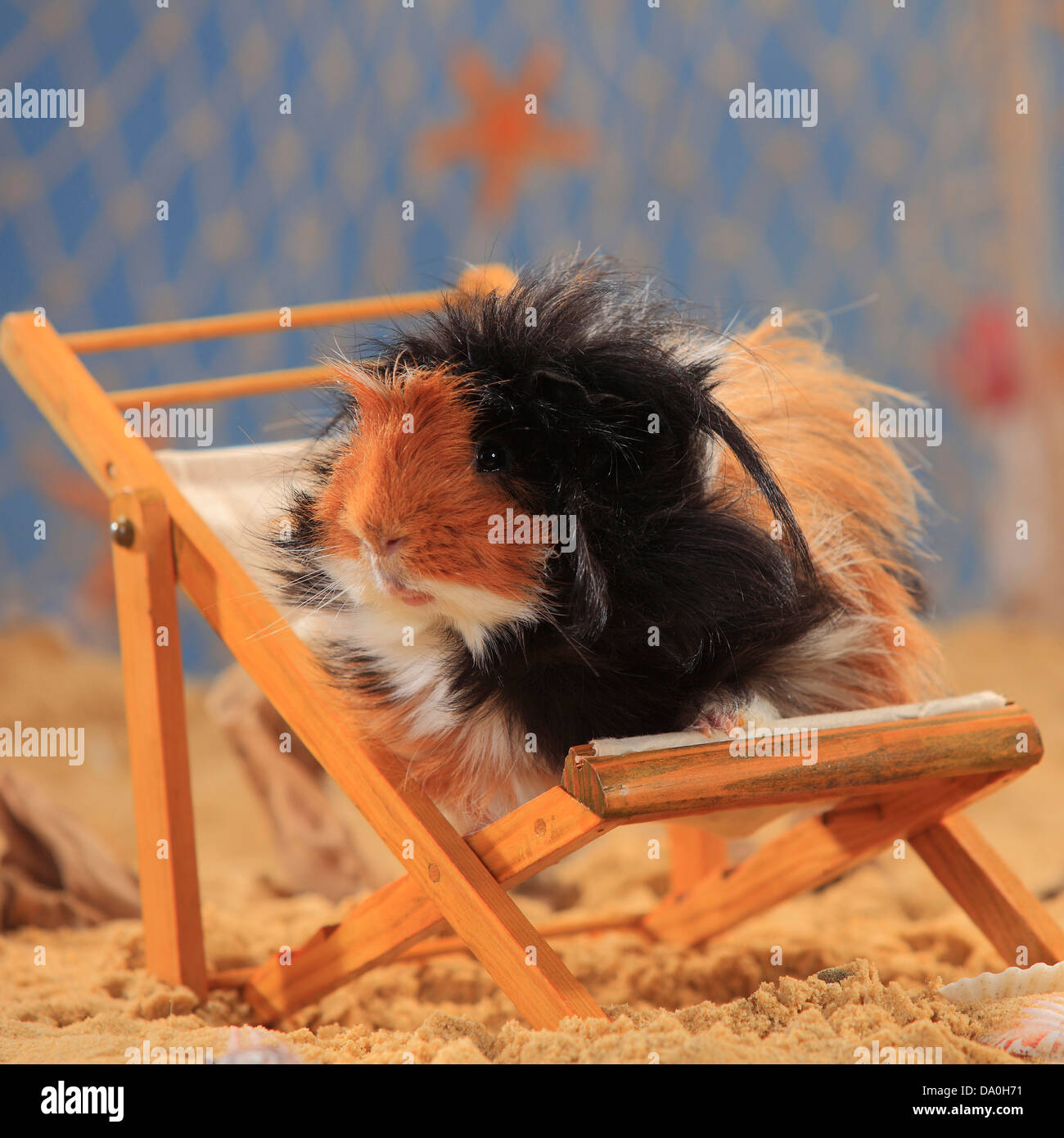 Angora meerschweinchen hi-res stock photography and images - Alamy