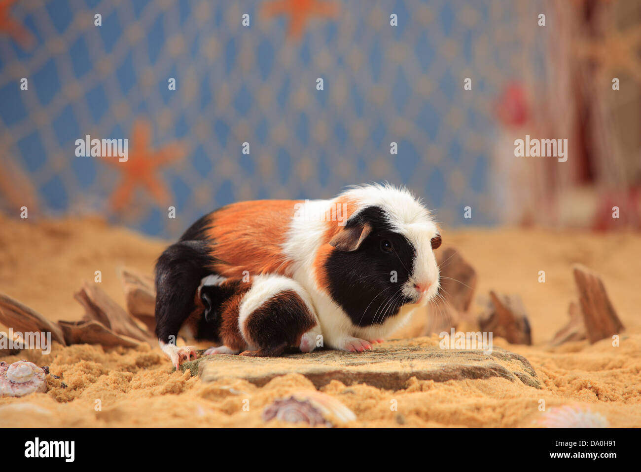 English pigs hi-res stock photography and images - Alamy