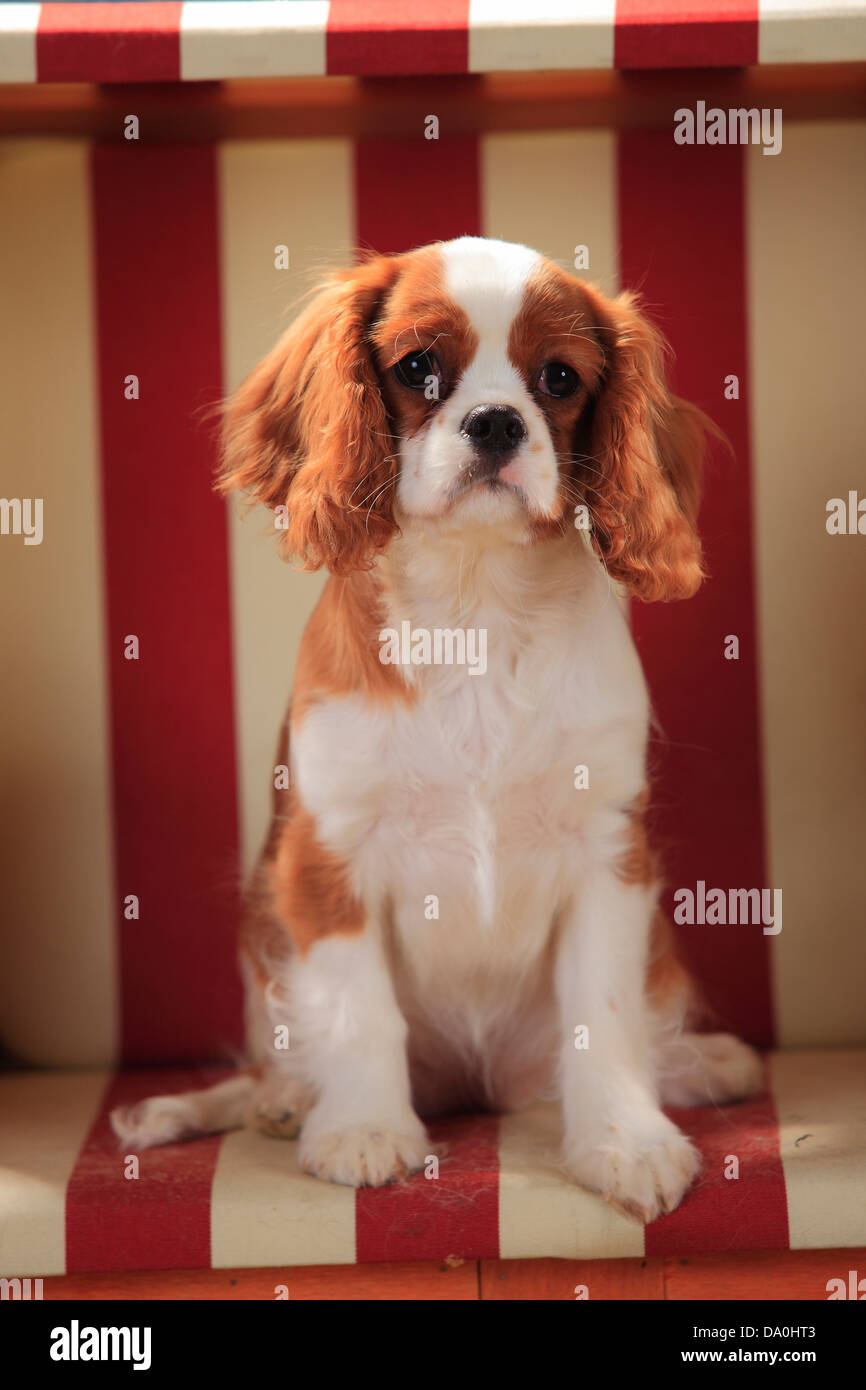 Cavalier King Charles Spaniel, puppy, blenheim |Cavalier King Charles ...