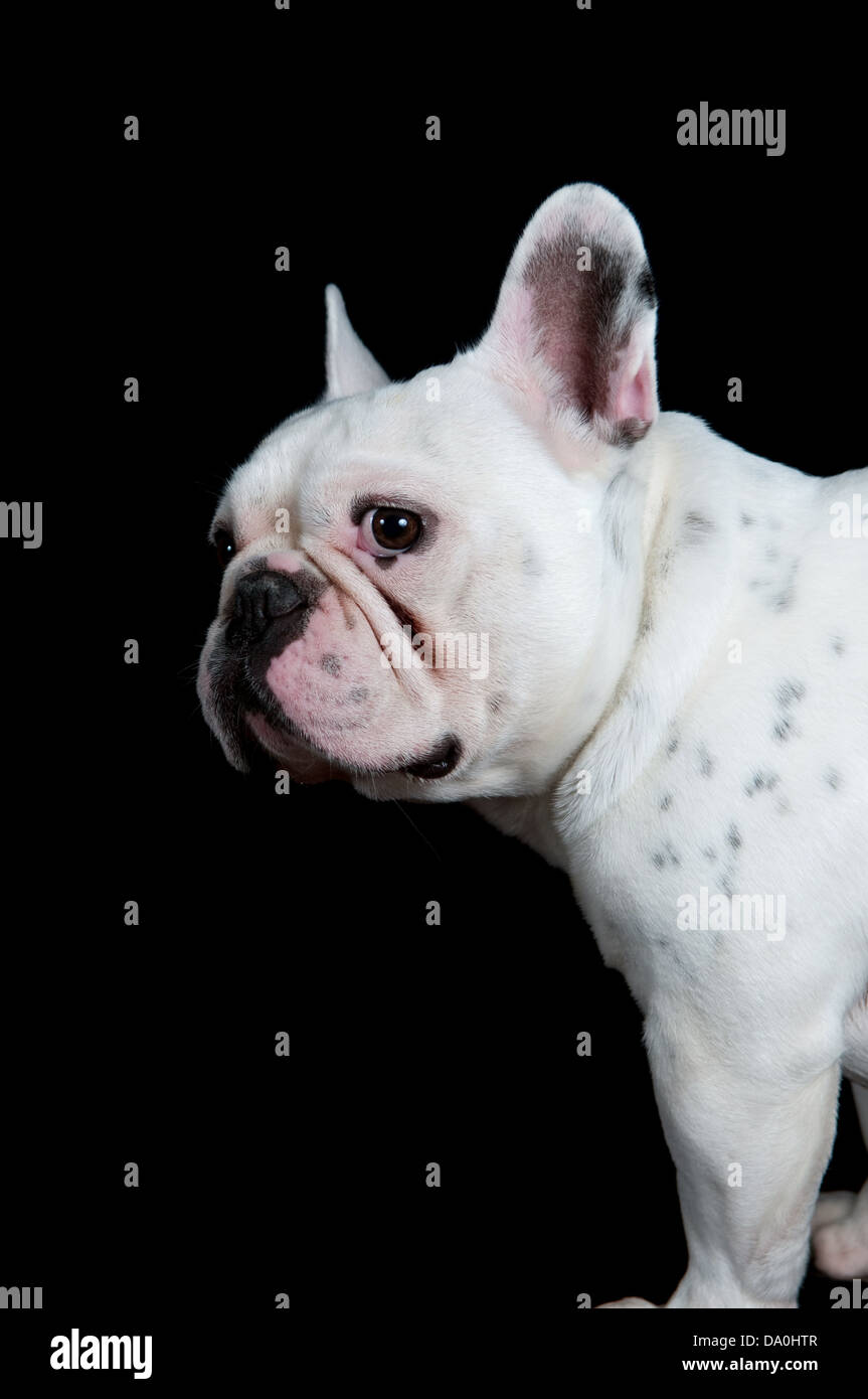 Sad french bulldog isolated on black background Stock Photo - Alamy