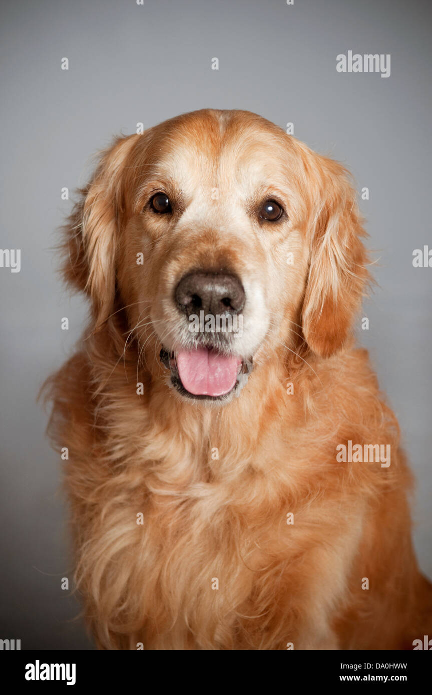 Golden retriever dog posing in studio. Gray background Stock Photo - Alamy