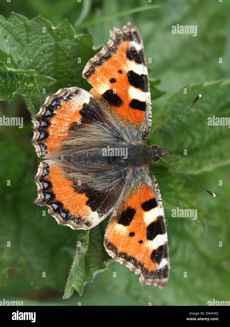Butterfly Spring Small Tortoiseshells High Resolution Stock Photography ...