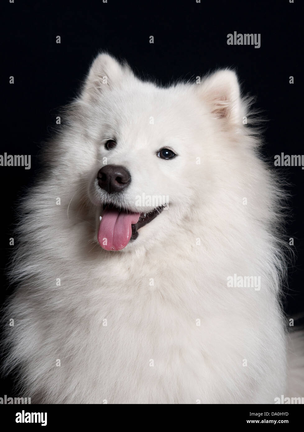 Samoyed dog portrait on black background Stock Photo - Alamy