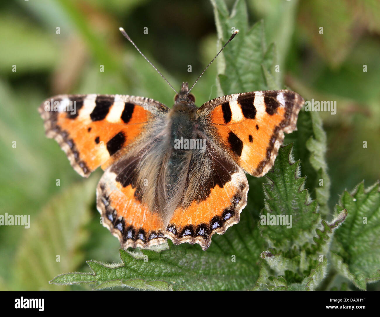 Tortoiseshell wing pattern hi-res stock photography and images - Alamy