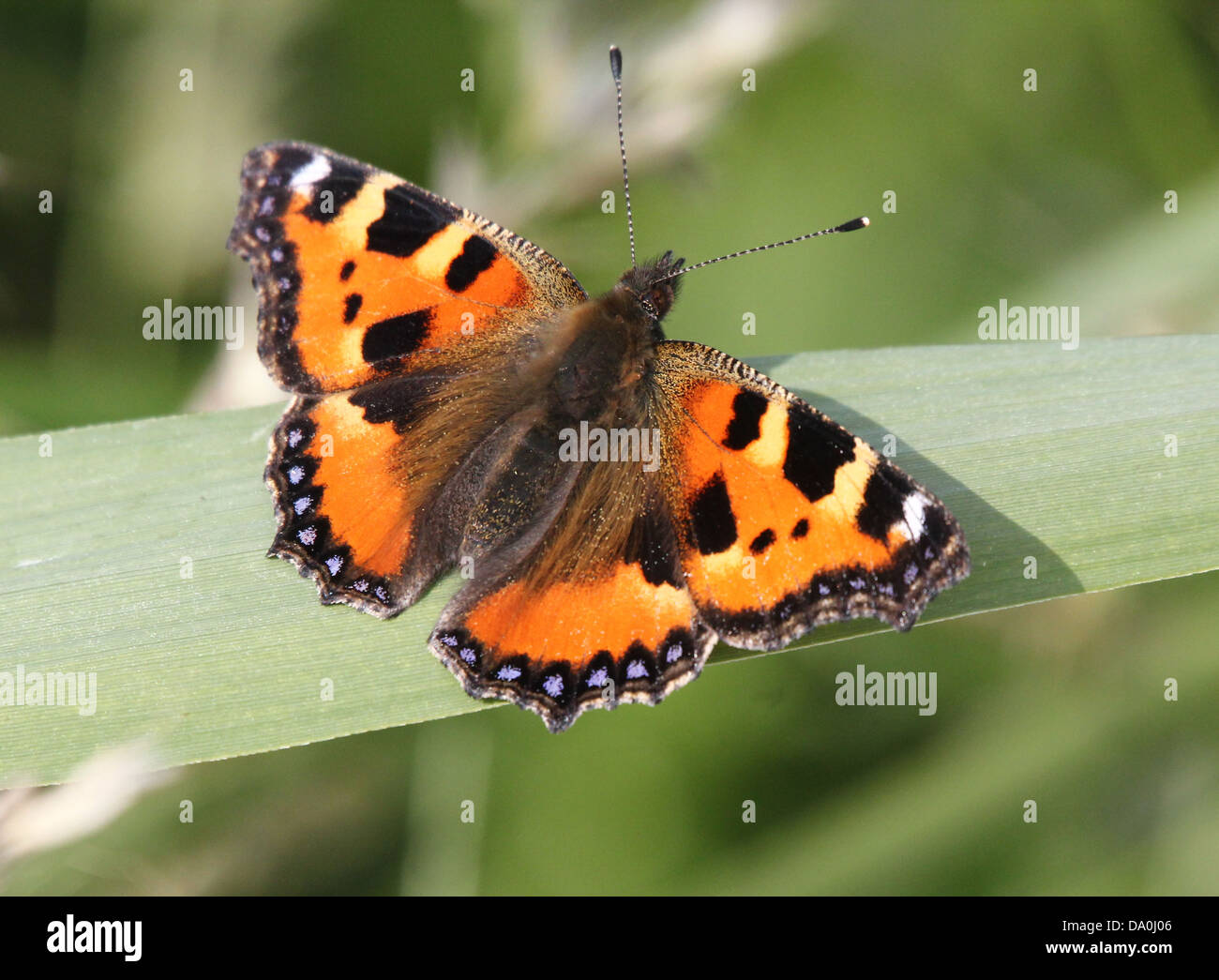 Small Tortoiseshell (Aglais urticae) butterfly Stock Photo - Alamy