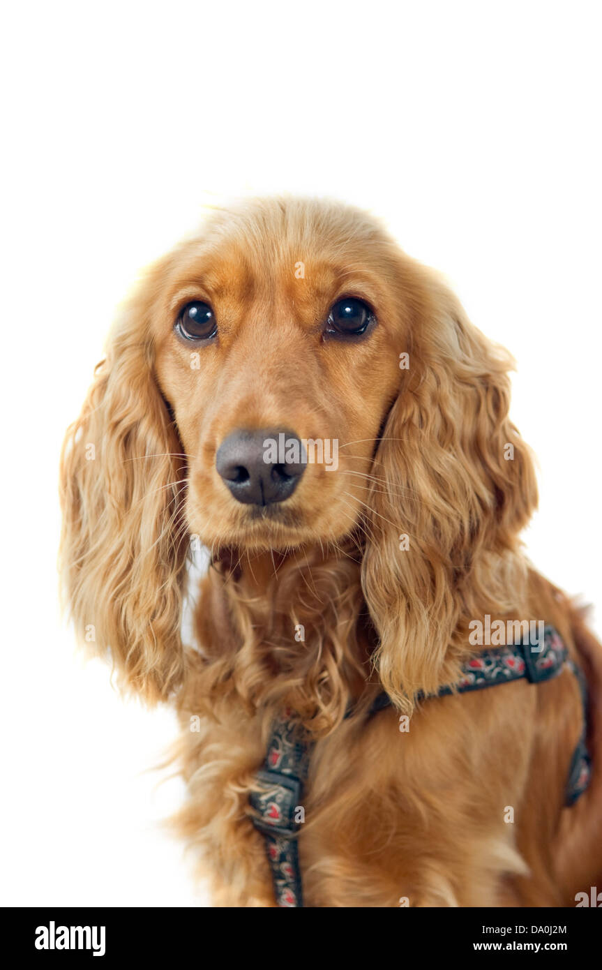 Cocker spaniel dog portrait on white background Stock Photo - Alamy