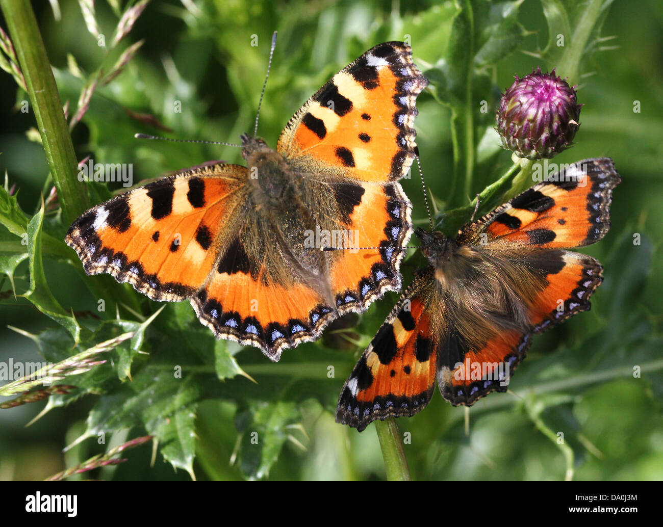 Courting male and female Small Tortoiseshell (Aglais urticae ...